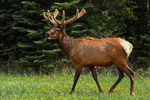 A szarvas (Cervidae) jellemzői, életmódja, szaporodása ⋆ Kedvenceink