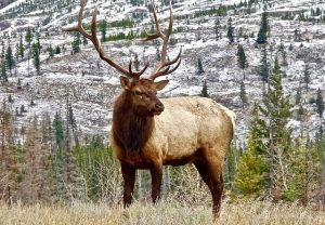 A szarvas (Cervidae) jellemzői, életmódja, szaporodása ⋆ Kedvenceink