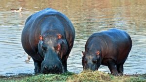A nílusi víziló (Hippopotamus amphibius) jellemzői, életmódja ...