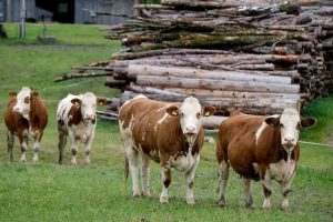 A szarvasmarha (Bos taurus) jellemzői, életmódja, szaporodása ⋆ Kedvenceink